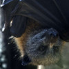Rodent, Insect & Spider Control, Wildlife Removal | Issaquah, Sammamish ...