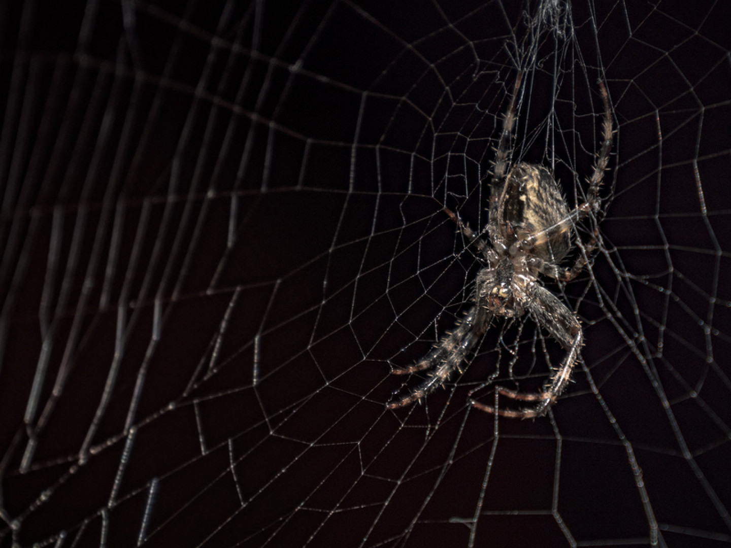 Insect & Spider Control | Issaquah, Sammamish, & Bellevue, WA ...