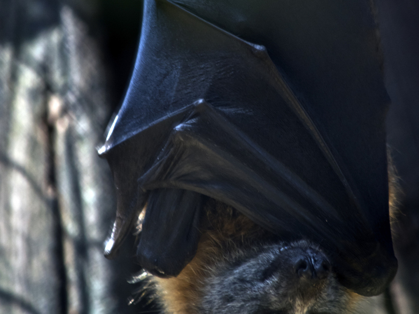 Wildlife Control | Issaquah, Sammamish, & Bellevue, WA | Renaissance ...